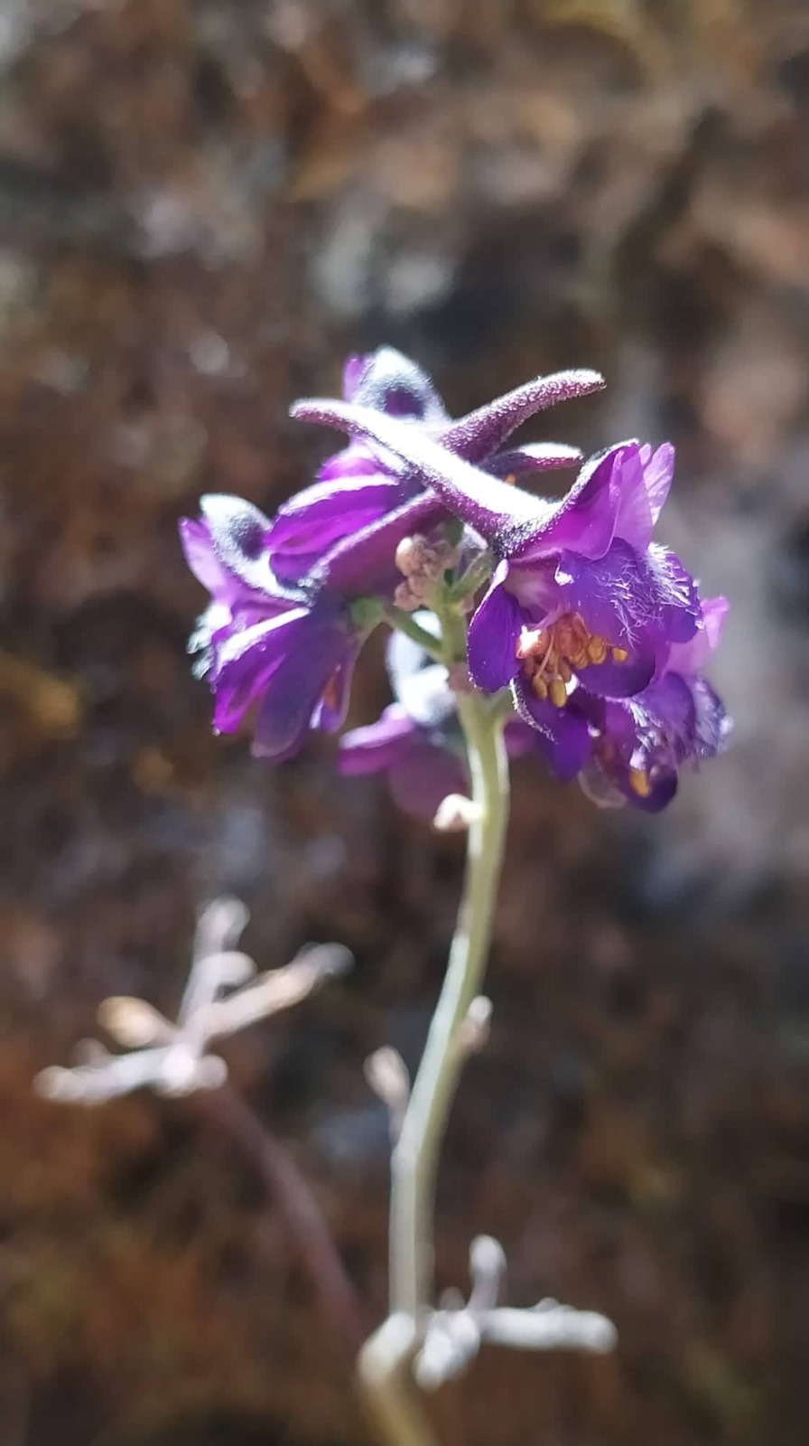 Endemik Bitkilerimizden Delphinium Caseyi artık koruma altında - Haber ...